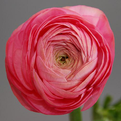Ranunculus - Amandine Rose – Lakes & Rivers Flower Farm