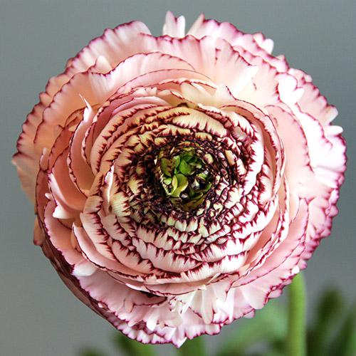 Ranunculus - Cappuccino – Lakes & Rivers Flower Farm