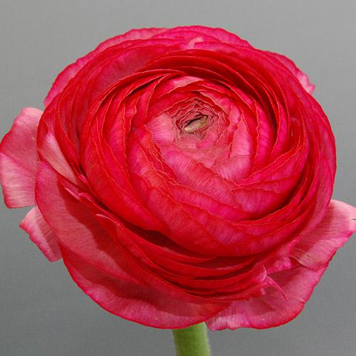 Ranunculus - Pauline Carmine – Lakes & Rivers Flower Farm